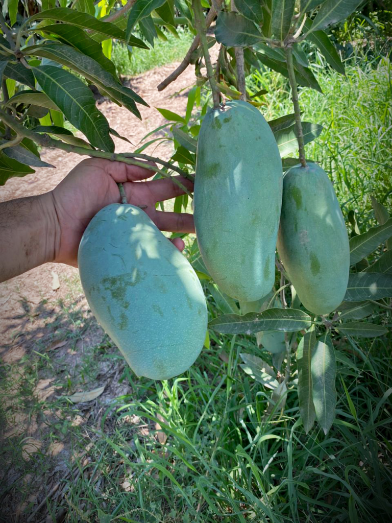 Crespo Organic Mallika Mangoes - Under the Mango Tree