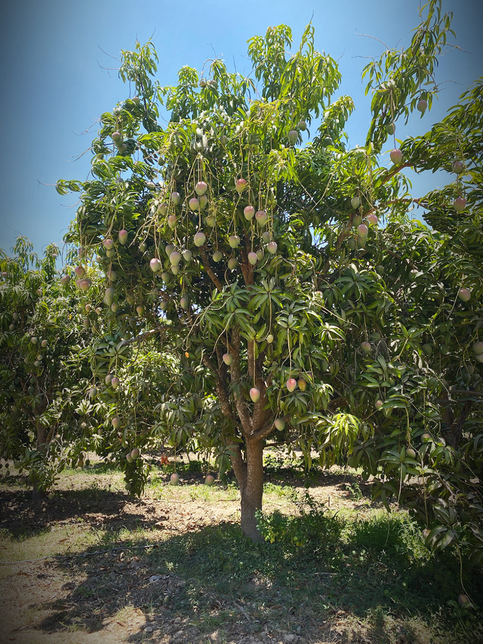 The Little Fruit Season - Under the Mango Tree