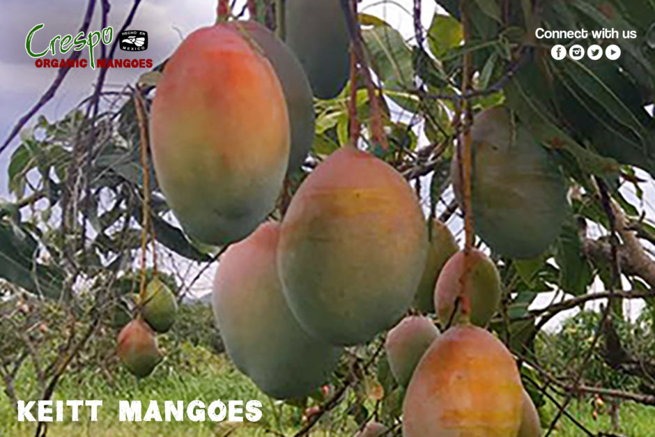 The Final Countdown, Keitt Season - Under the Mango Tree