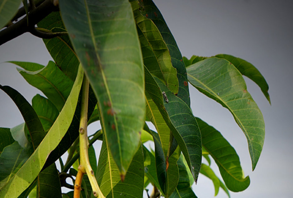 Egyptian Mangoes - Under the Mango Tree