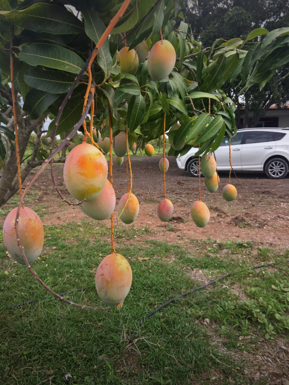 Rosario Keitt Mangoes - Under the Mango Tree