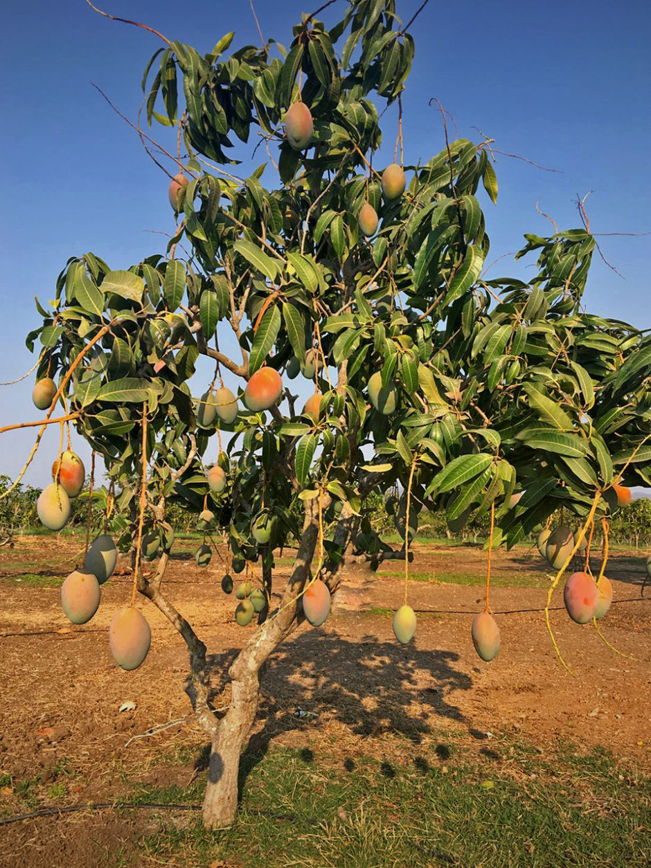 Rosario Keitt Mangoes - Under the Mango Tree
