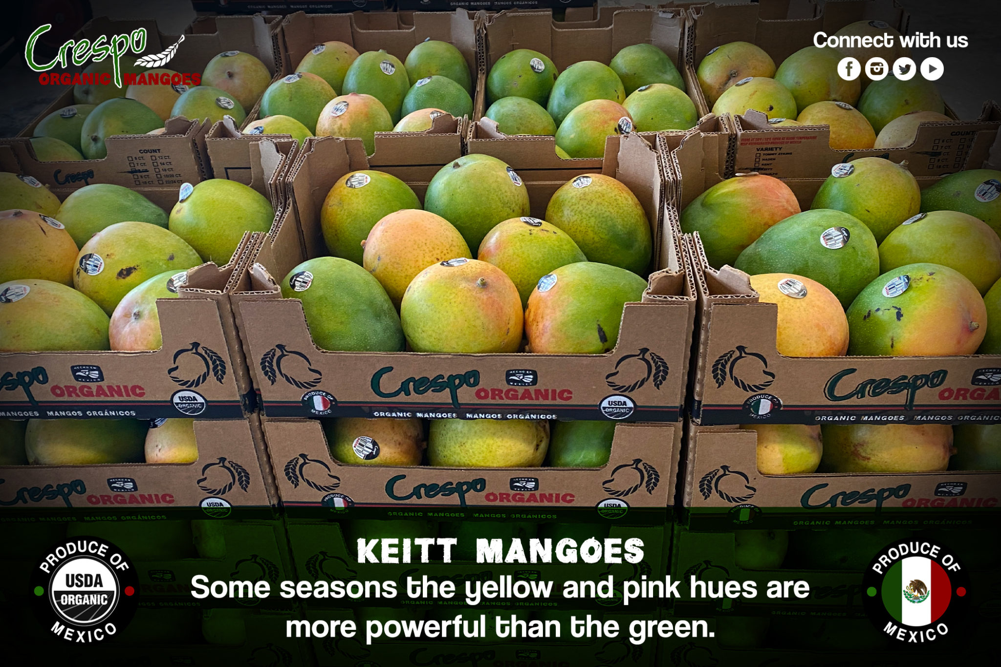 Rosario Keitt Mangoes - Under the Mango Tree